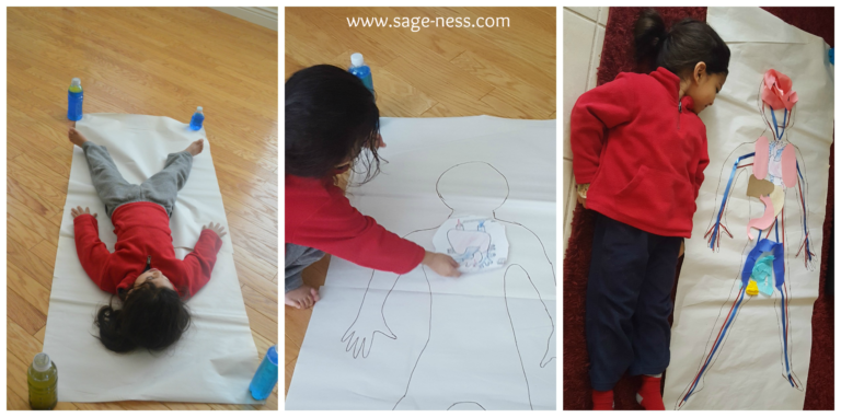 Preschool Human body, heart & organs activity | Sageness