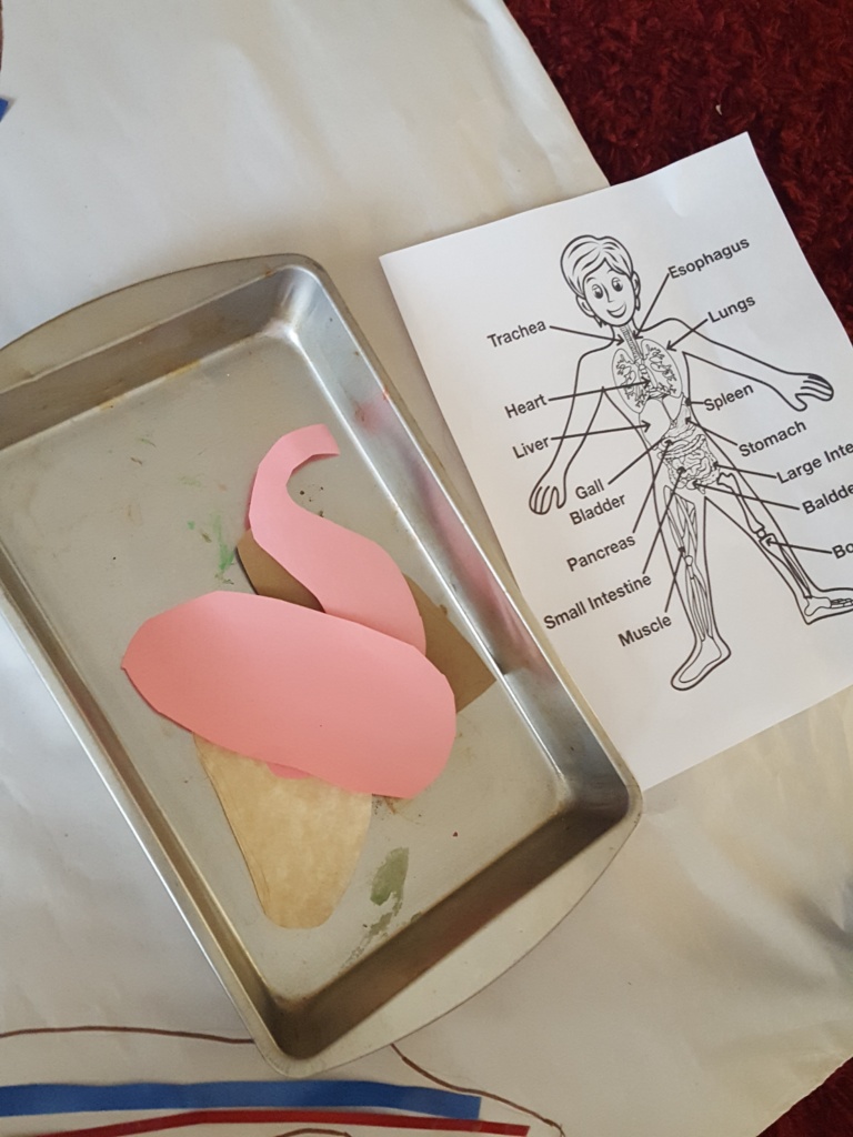 Preschool Human body, heart & organs activity | Sage-ness